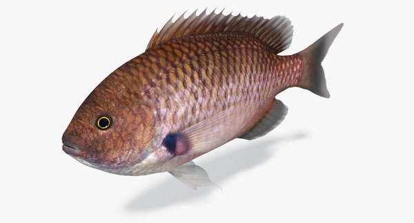 3D chromis notata model - TurboSquid 1293439