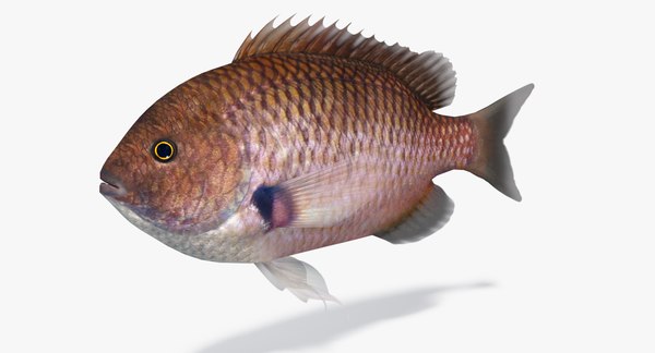 3D chromis notata model - TurboSquid 1293439