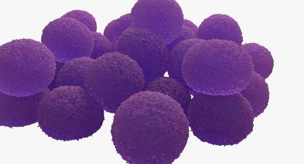 3D staphylococcus aureus bacteria model - TurboSquid 1294243