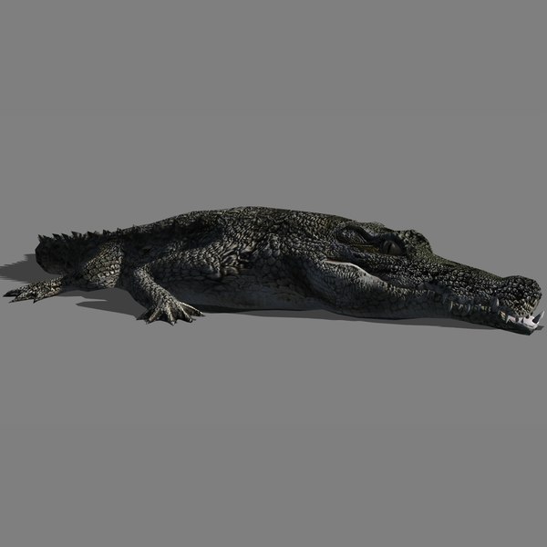 3D model alligator - TurboSquid 1294599