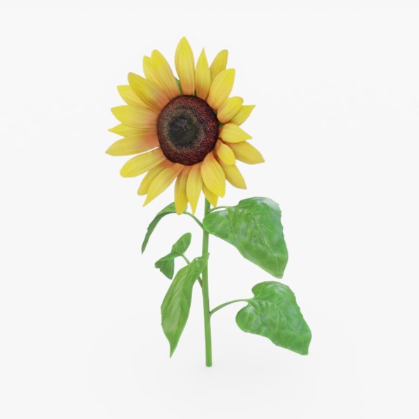 Sunflower 3D Models for Download | TurboSquid