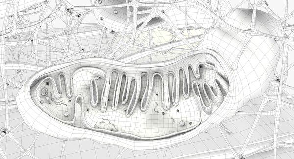 3D cytoskeleton structure cell - TurboSquid 1295229