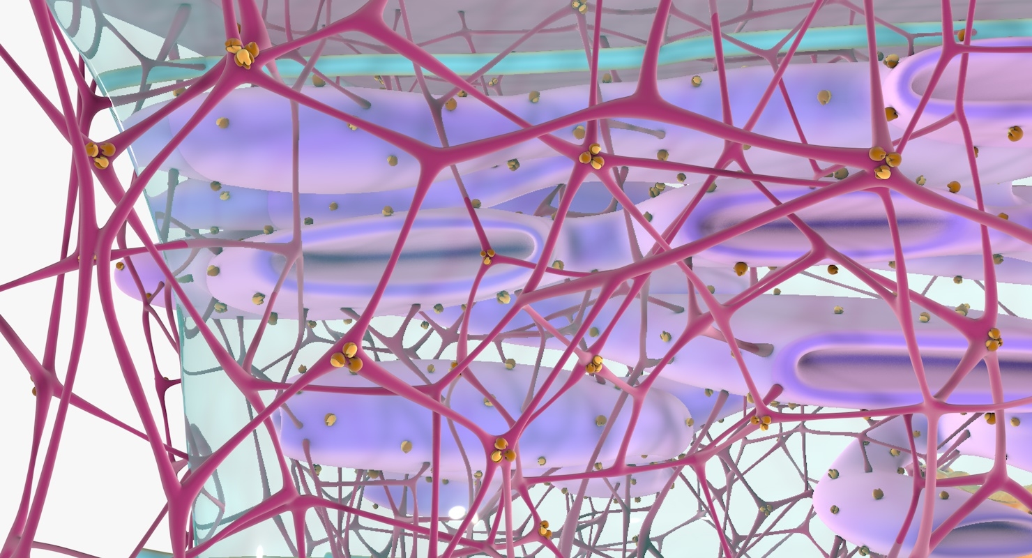 3D cytoskeleton structure cell - TurboSquid 1295229
