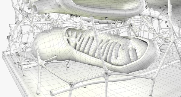 3D cytoskeleton structure cell - TurboSquid 1295229