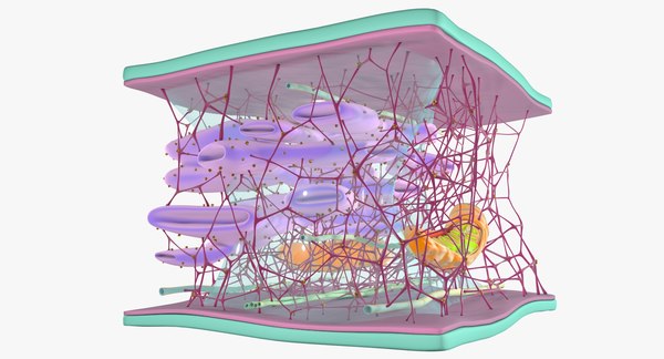 3D cytoskeleton structure cell - TurboSquid 1295229