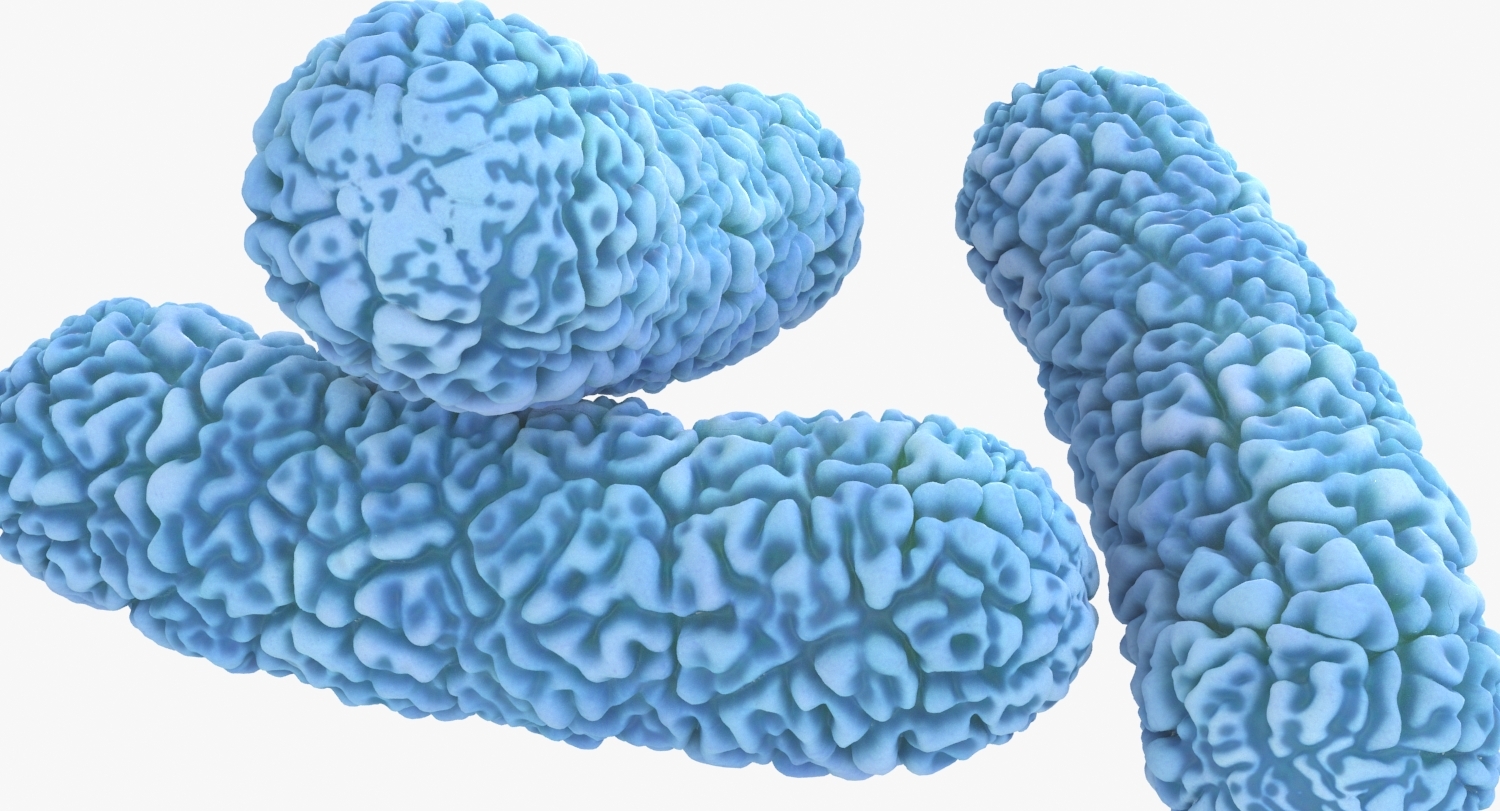 Burkholderia cepacia bacteria model - TurboSquid 1295559