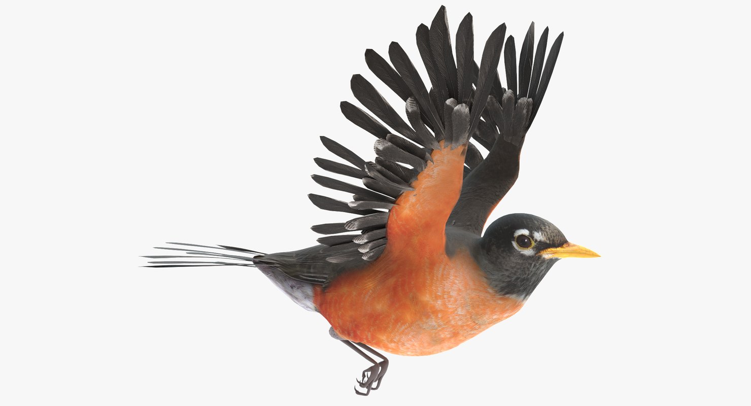 3D american robin animations - TurboSquid 1295750