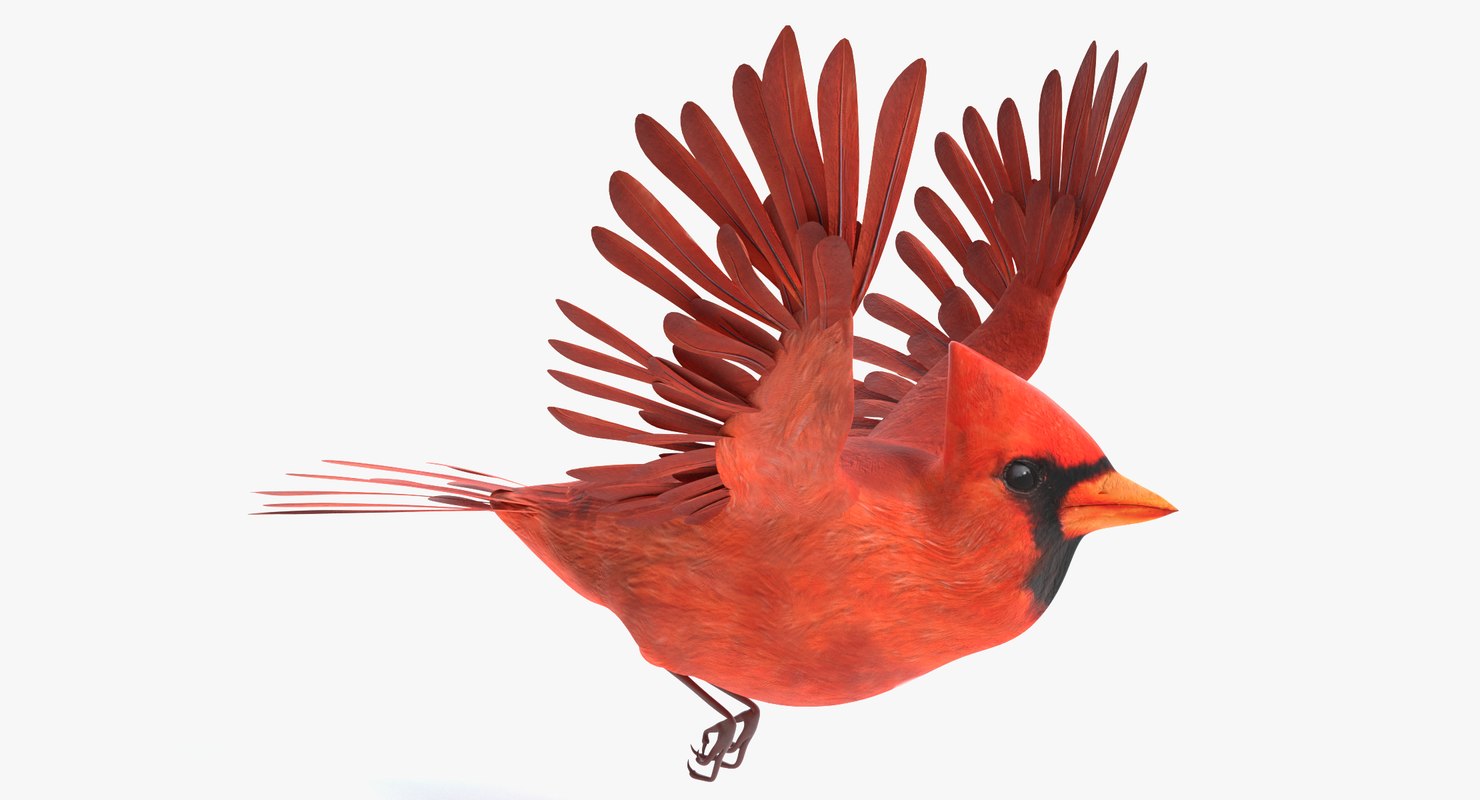 3D cardinal animations model - TurboSquid 1296191