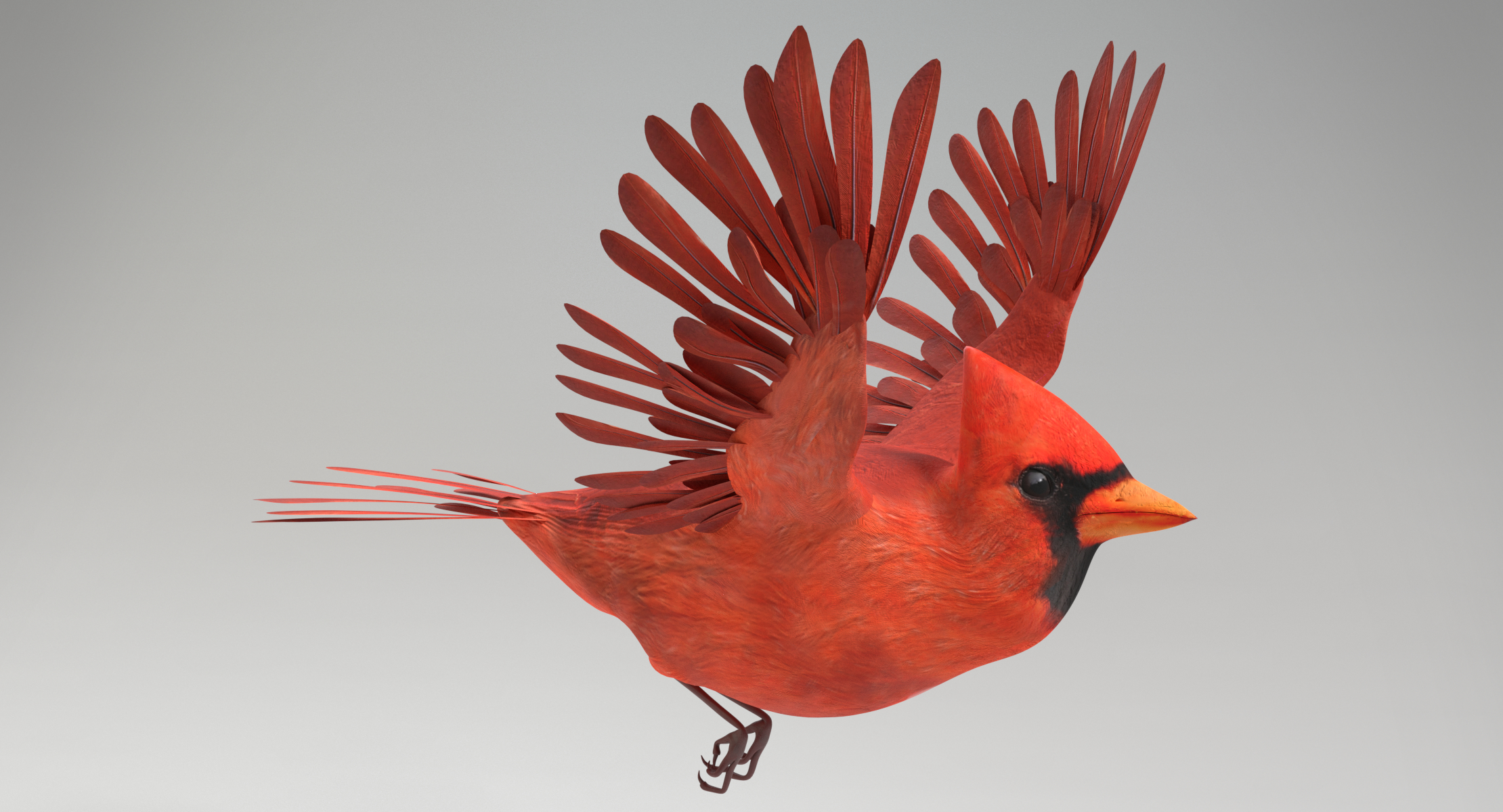 3D cardinal animations model - TurboSquid 1296191