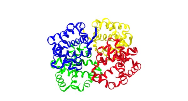 3D hemoglobin haemoglobin protein structure model - TurboSquid 1296332
