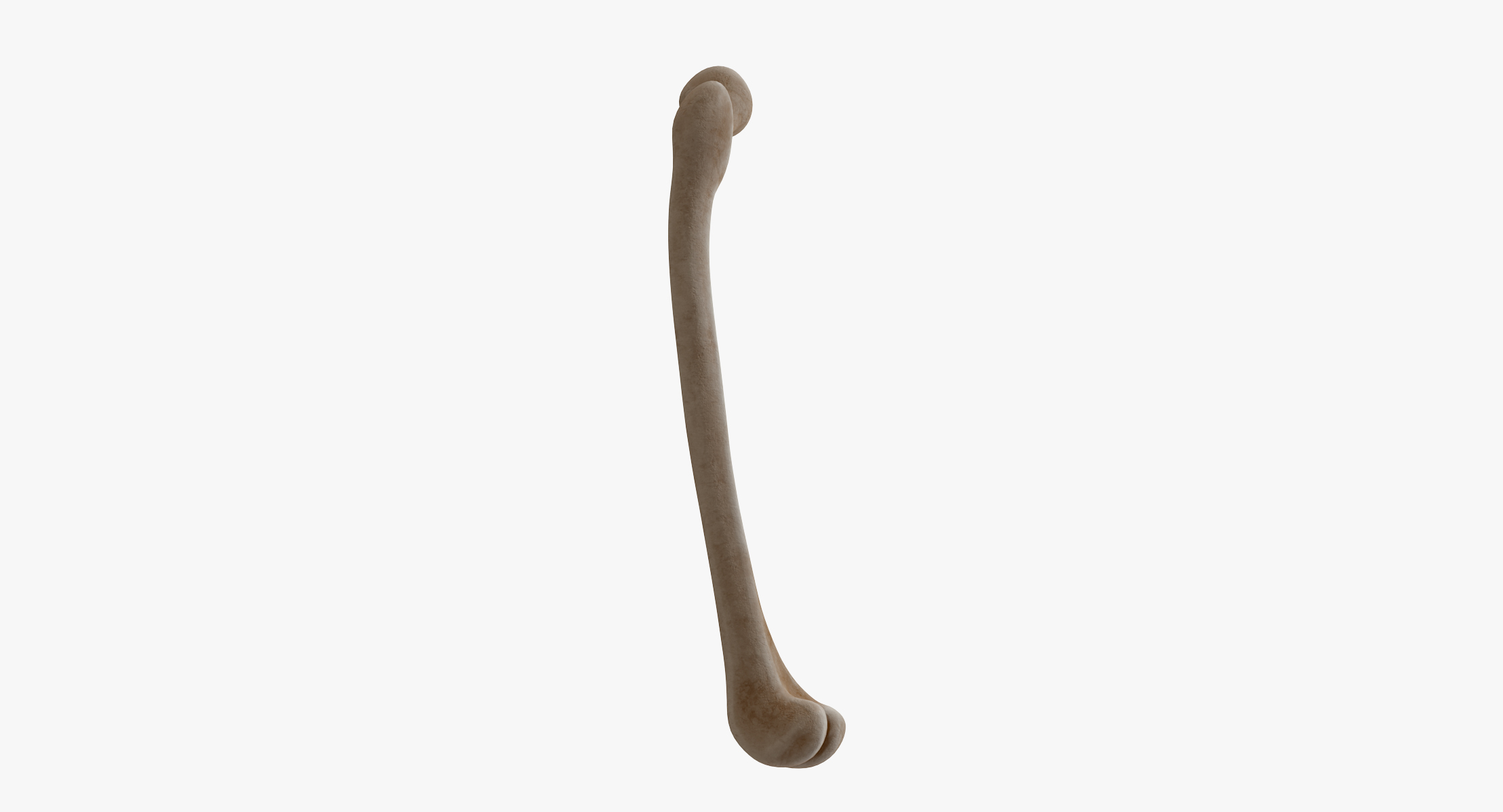 3D thigh bone femur model - TurboSquid 1296590