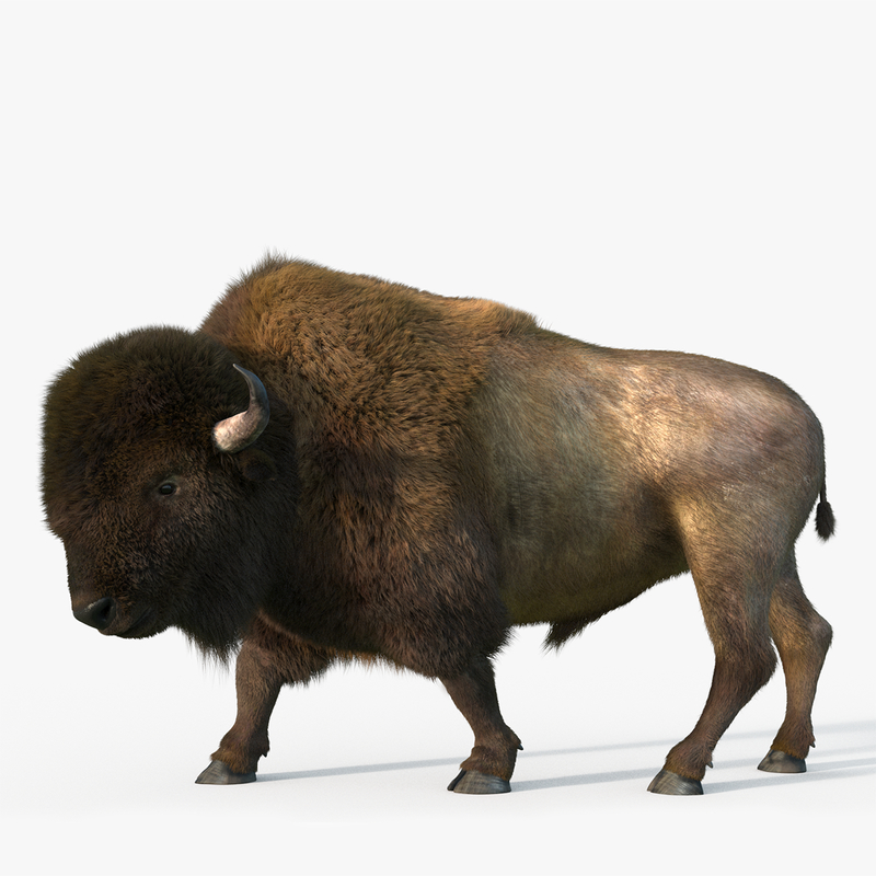 3D bison fur rig - TurboSquid 1296663