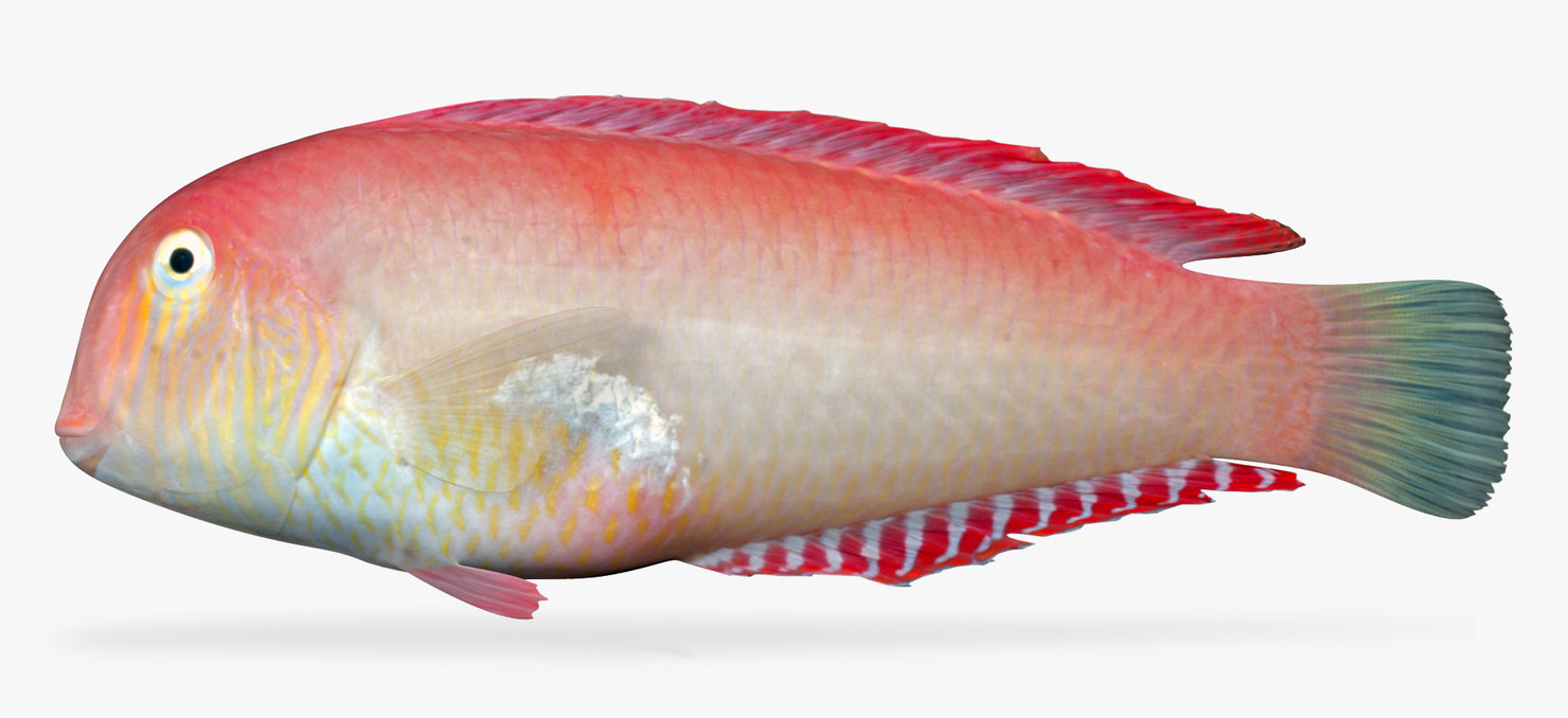 3D pearly razorfish - TurboSquid 1296687