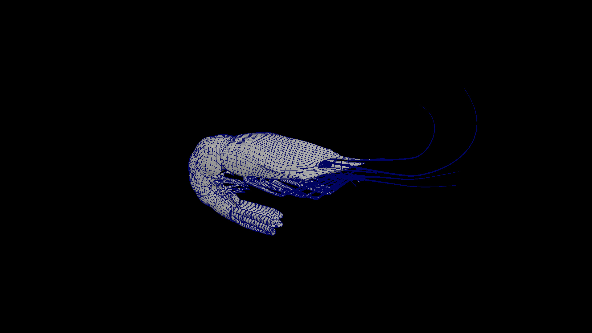 Crevette shrimp 3D model - TurboSquid 1297210