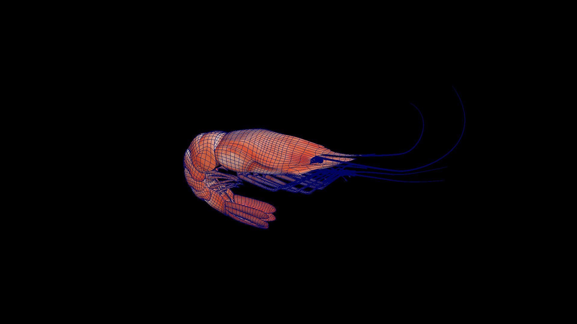 Crevette shrimp 3D model - TurboSquid 1297210