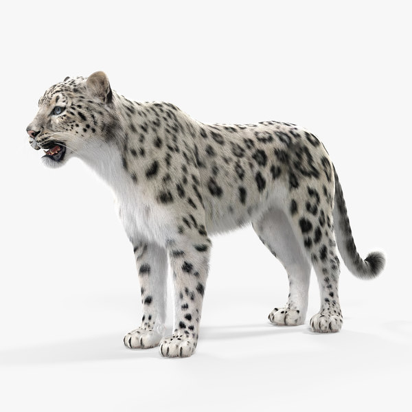 Snow Leopard 3D Models for Download | TurboSquid