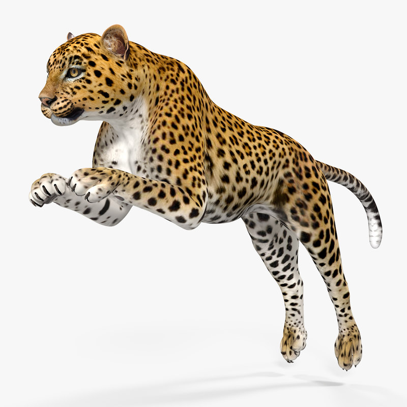 Panthera Pardus Jumping Pose Model 3D - TurboSquid 1297508