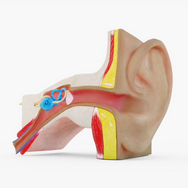 realistic human ear 3d model
