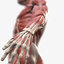 Anatomical reference 3D - TurboSquid 1298125
