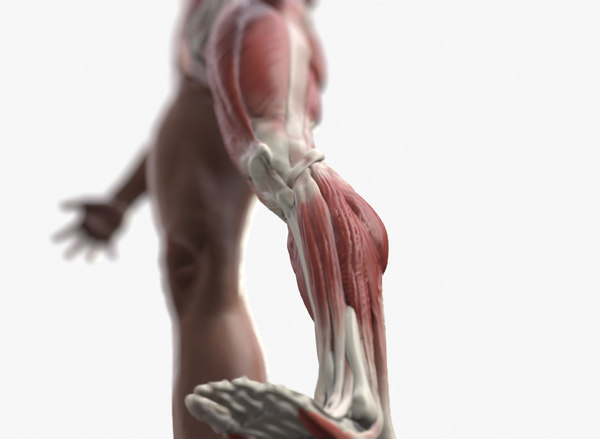 Anatomical reference 3D - TurboSquid 1298125
