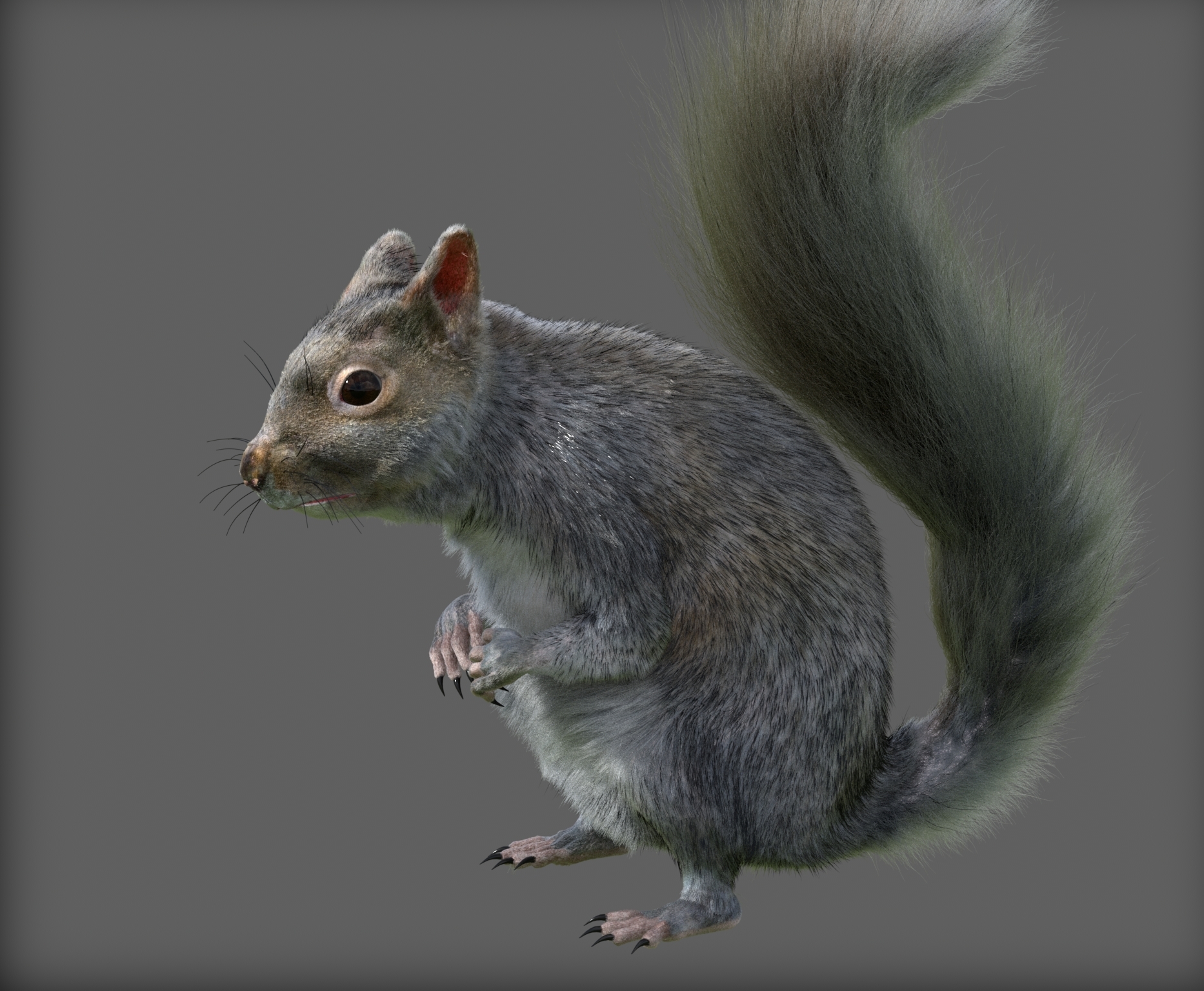 3D squirrel animation rig model - TurboSquid 1298398