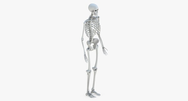 Esqueleto humano Modelo 3D - TurboSquid 1298559
