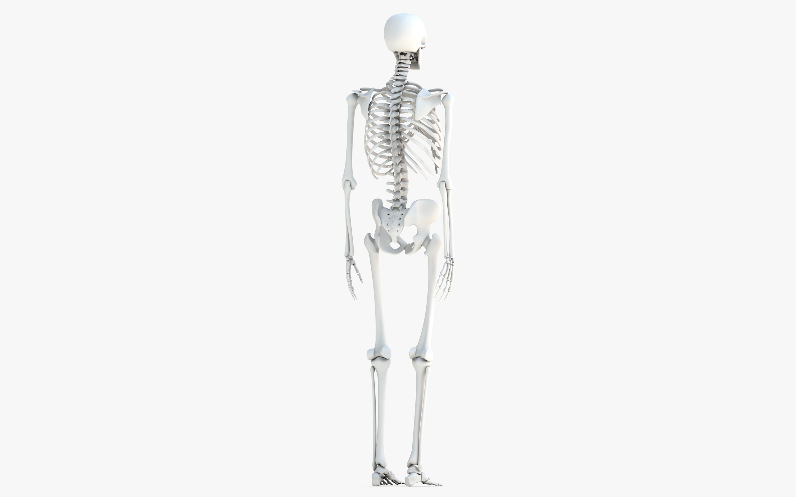 Esqueleto humano Modelo 3D - TurboSquid 1298559