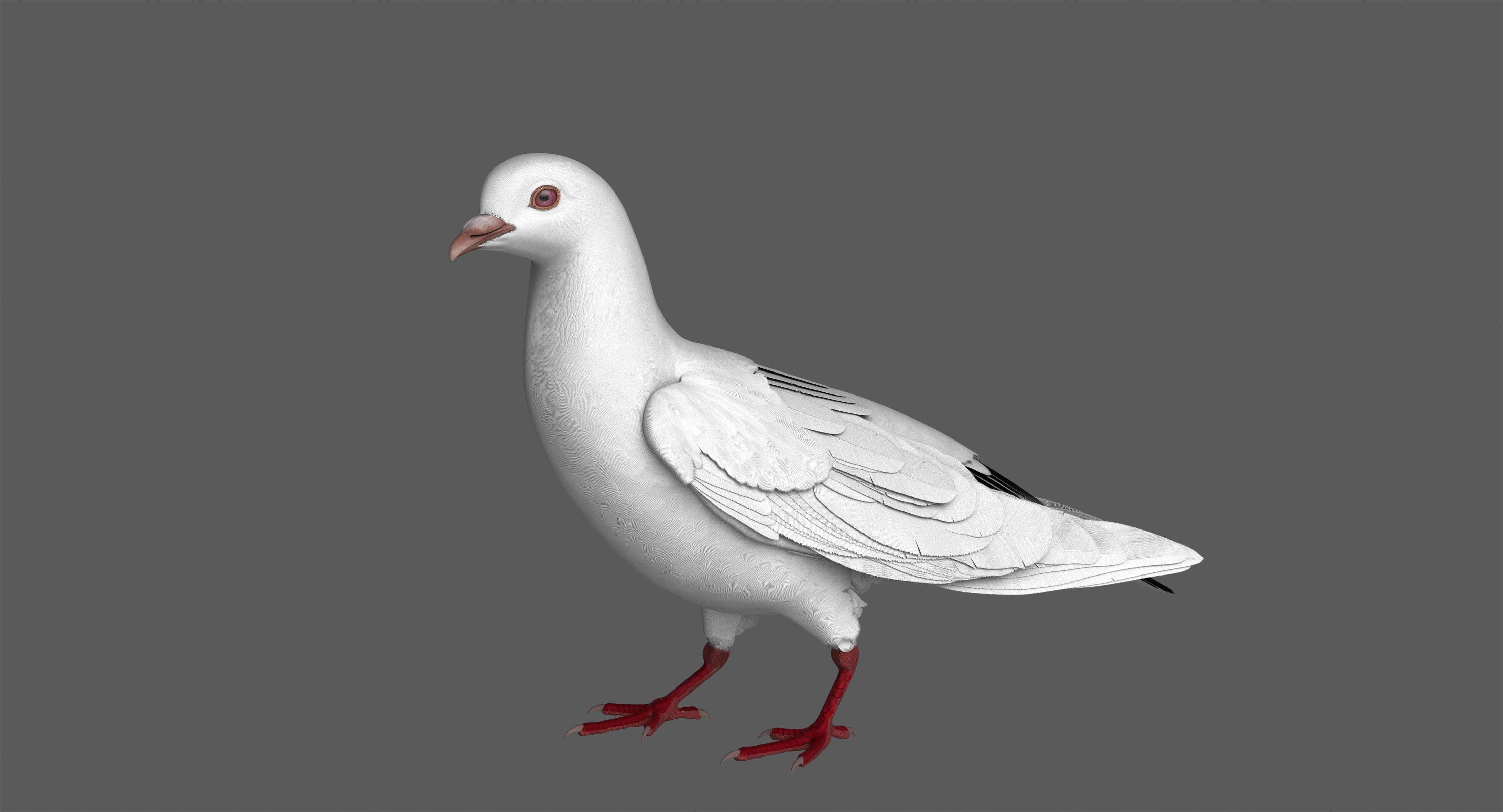 White dove animation 3D - TurboSquid 1298649