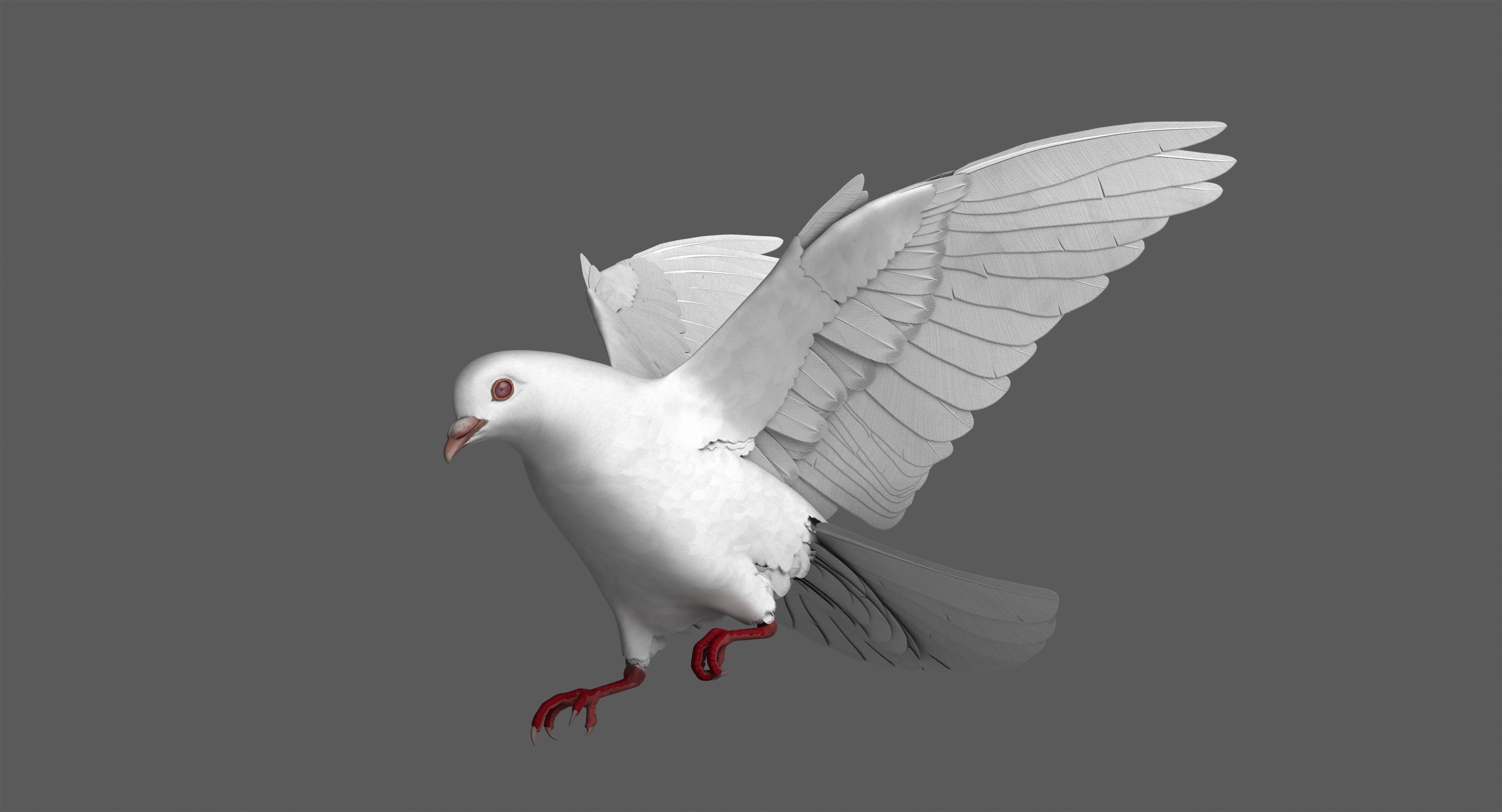 White dove animation 3D - TurboSquid 1298649