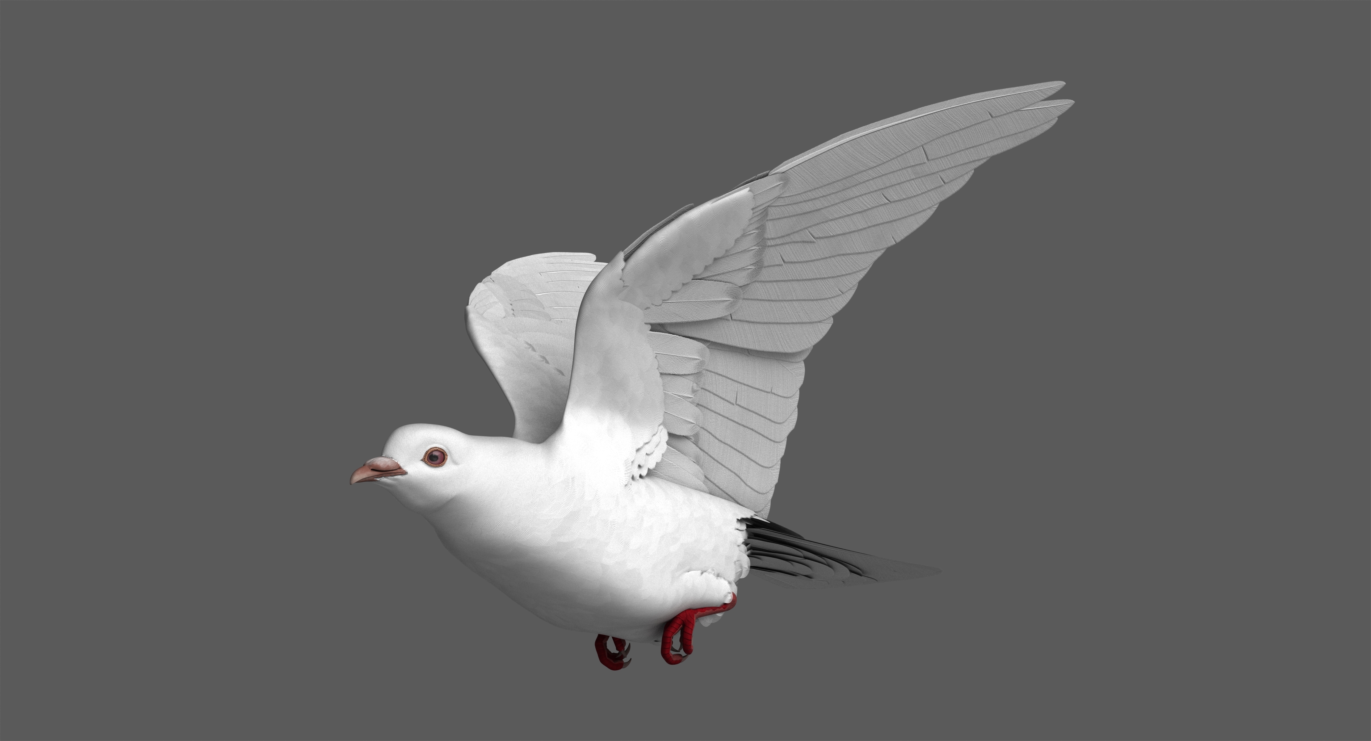 White dove animation 3D - TurboSquid 1298649