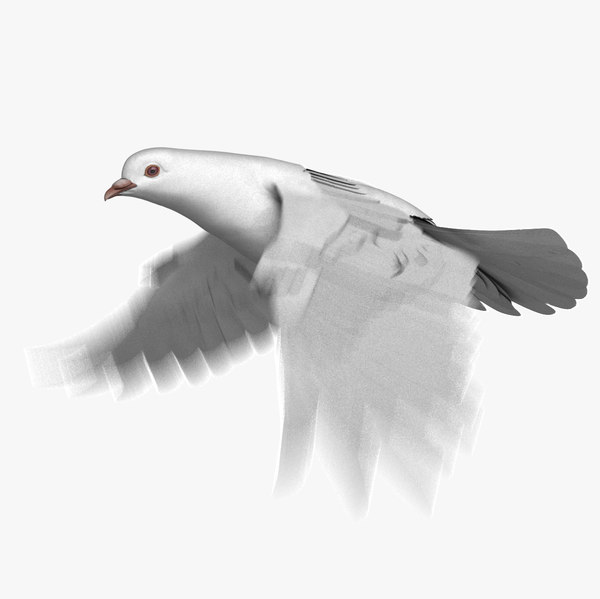 White dove animation 3D - TurboSquid 1298649