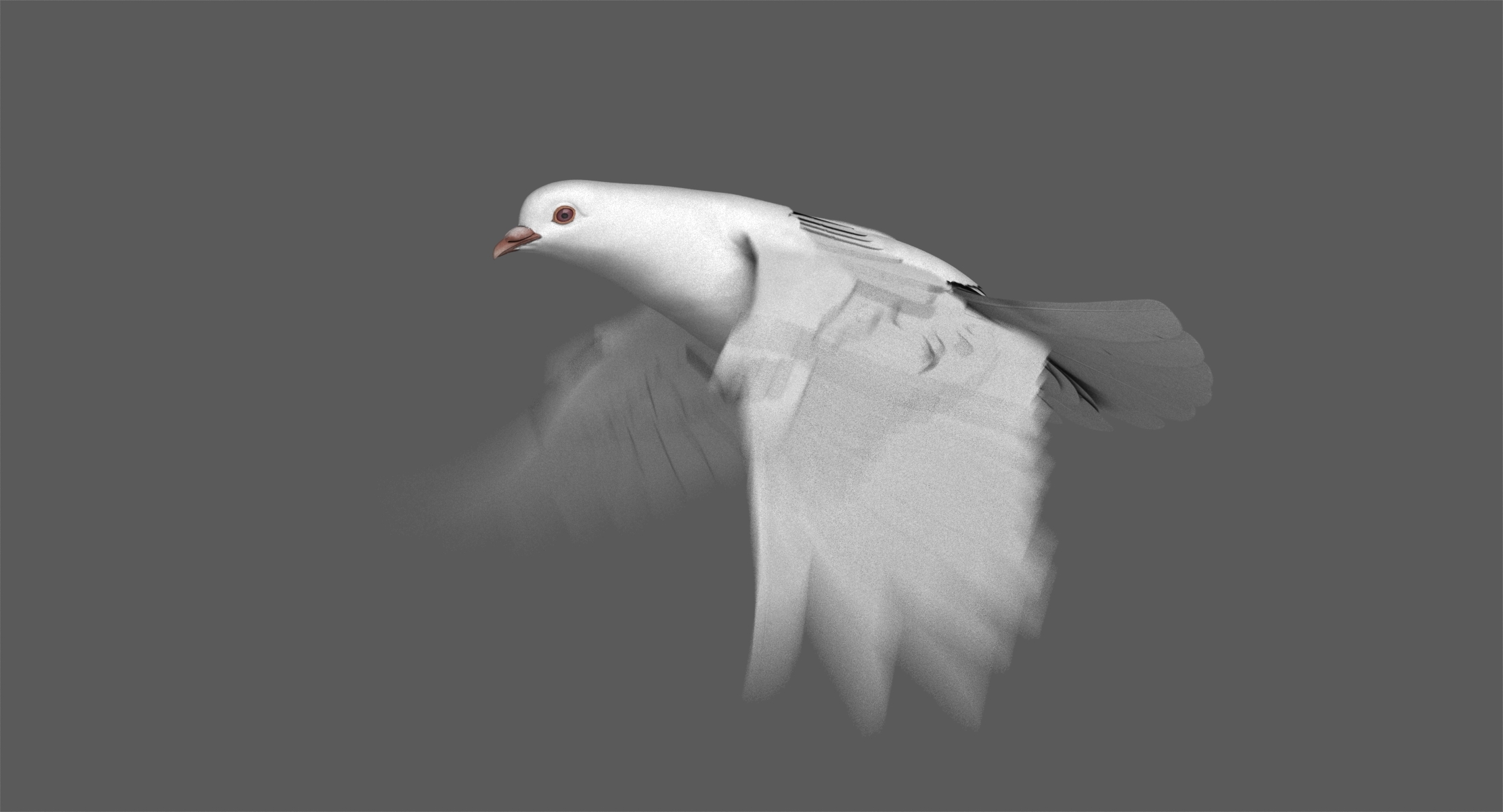 White dove animation 3D - TurboSquid 1298649