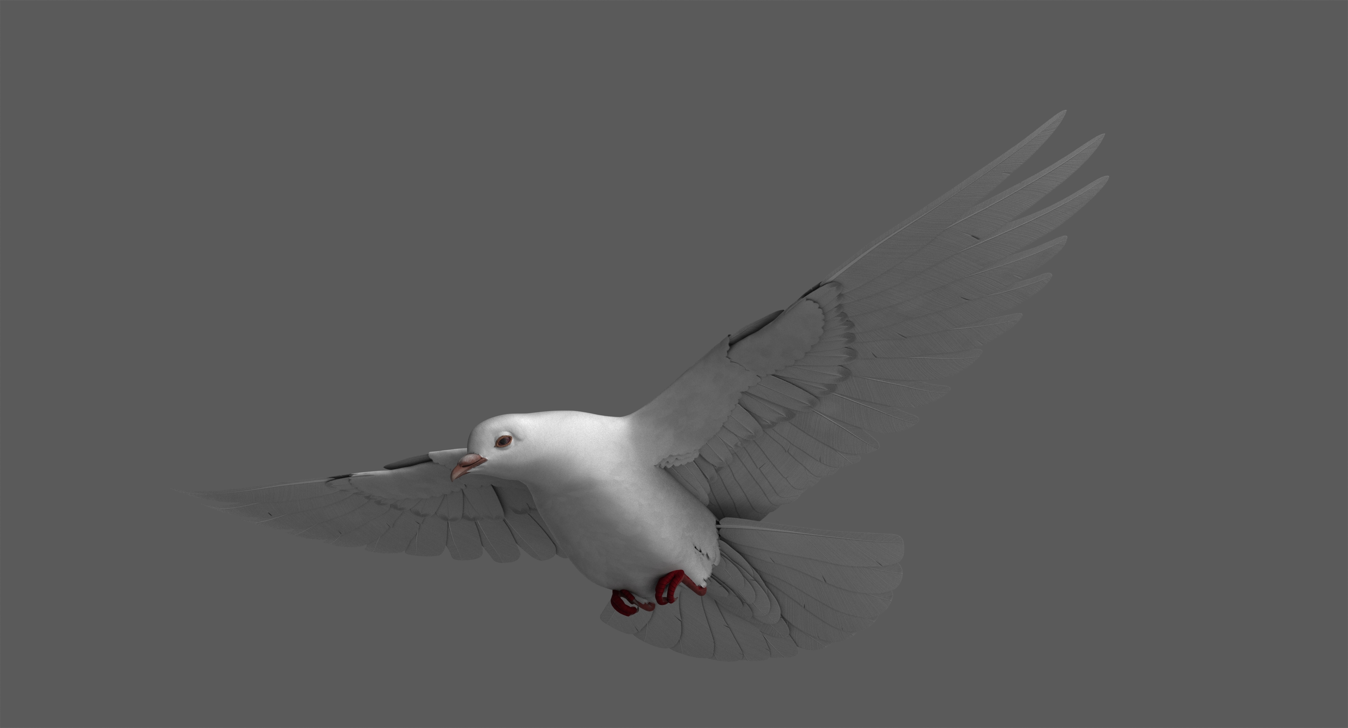 White dove animation 3D - TurboSquid 1298649