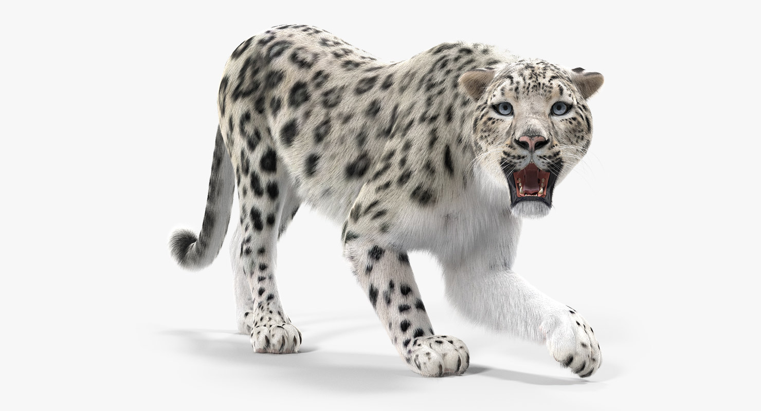 3D snow leopard fur rigged - TurboSquid 1298679
