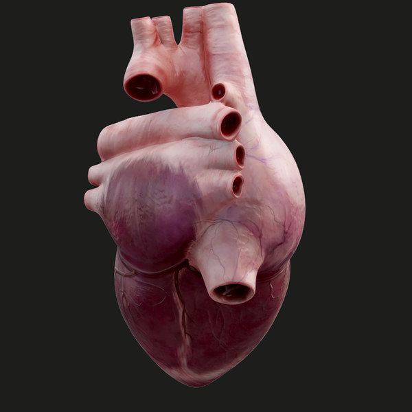Human heart animation 3D model - TurboSquid 1298711