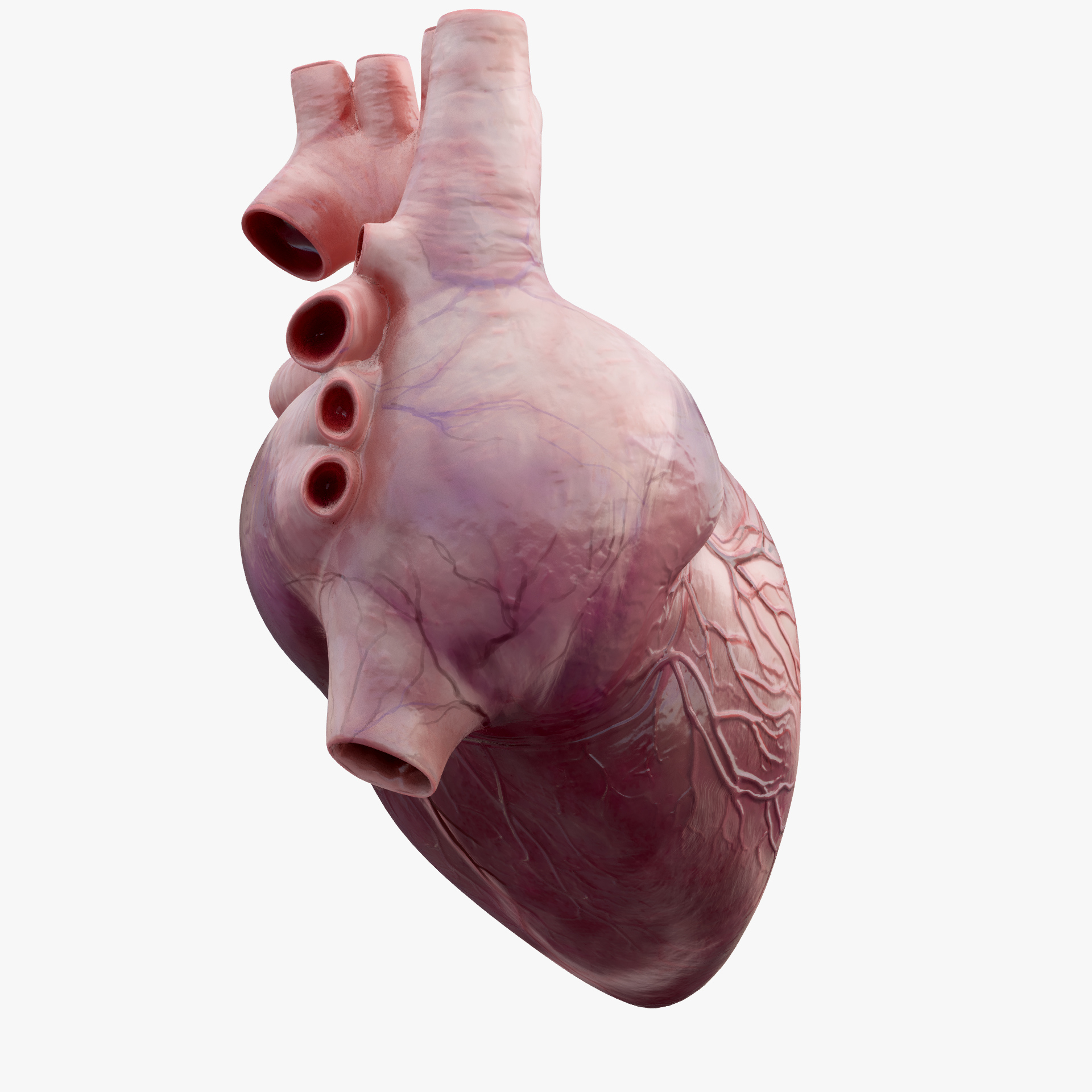 Human heart animation 3D model - TurboSquid 1298711