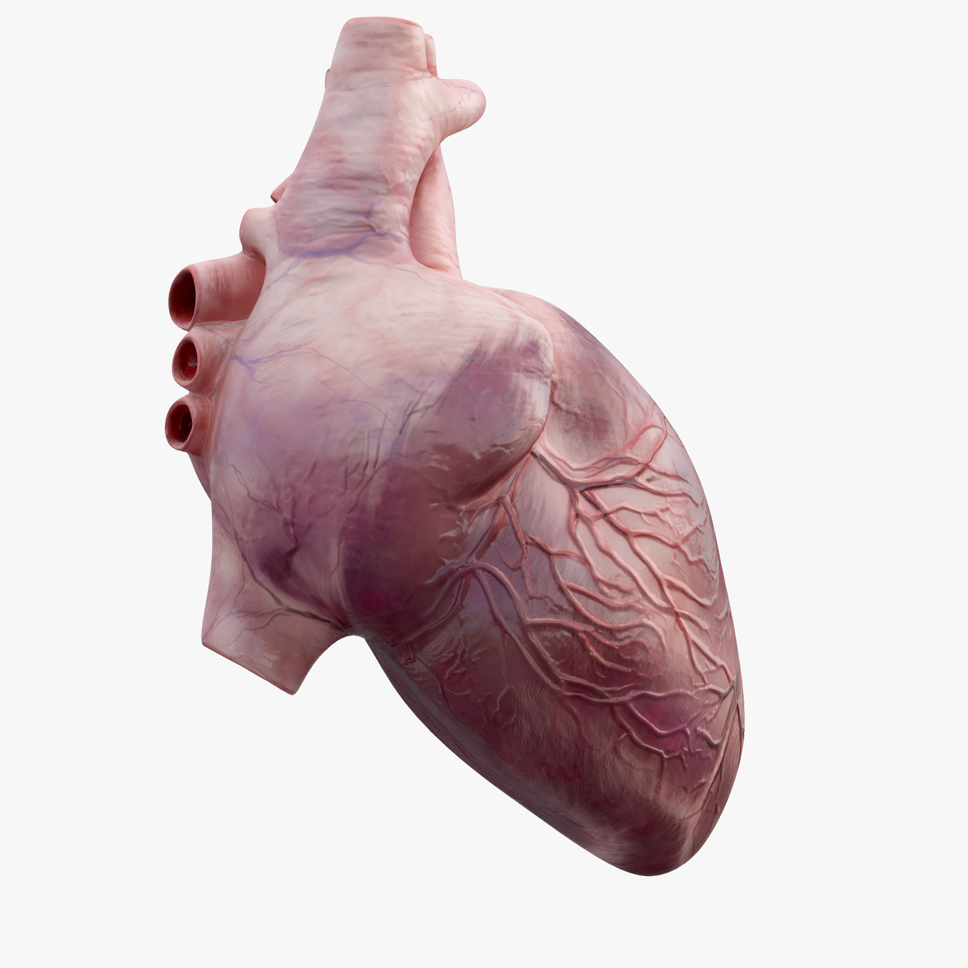 Human heart animation 3D model - TurboSquid 1298711