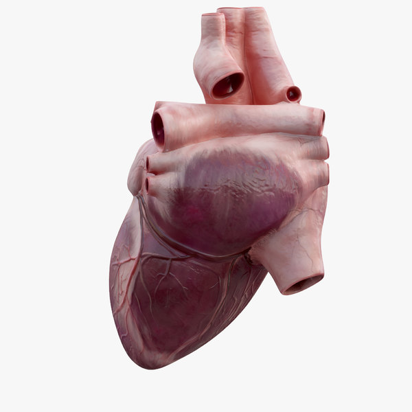 Human heart animation 3D model - TurboSquid 1298711