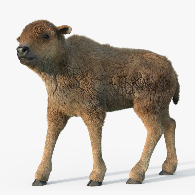 Bison calf fur rig 3D model - TurboSquid 1298972