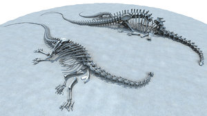 3d dino skeleton diplodocus bones