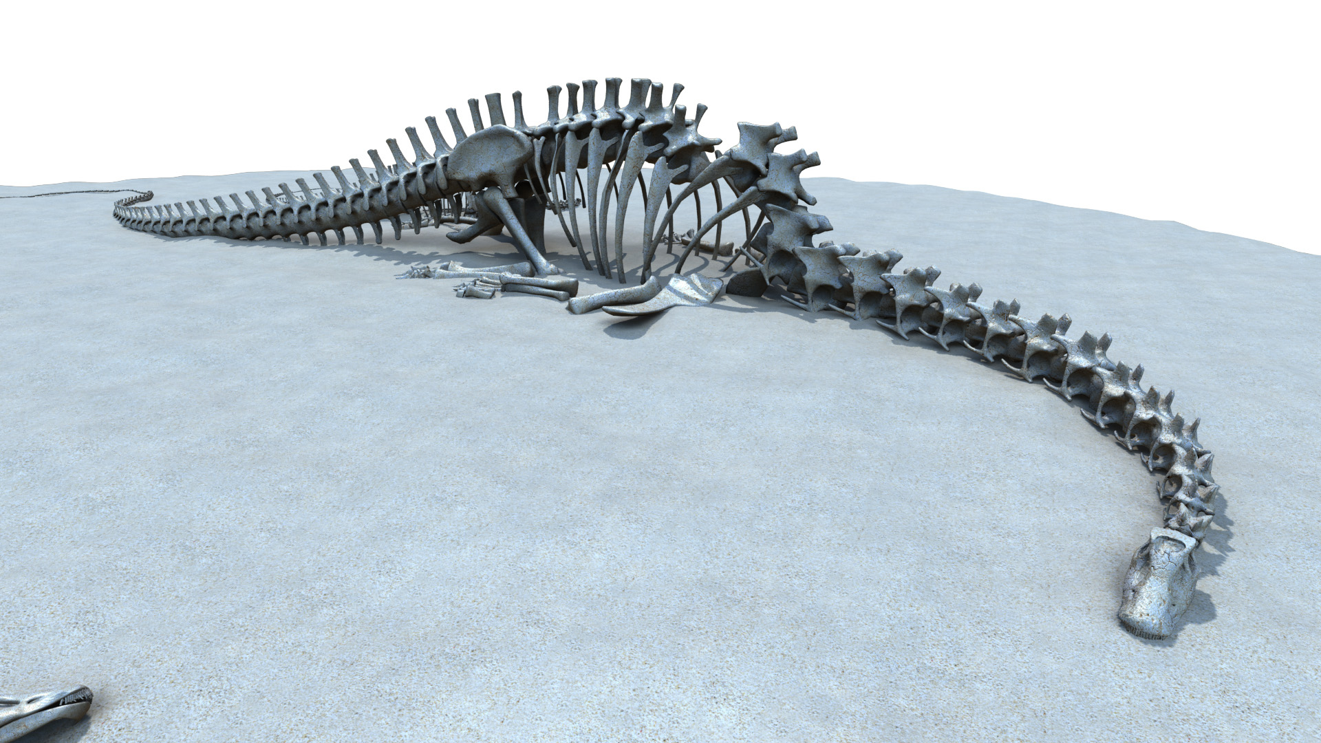 Diplodocus skeleton model - TurboSquid 1299043