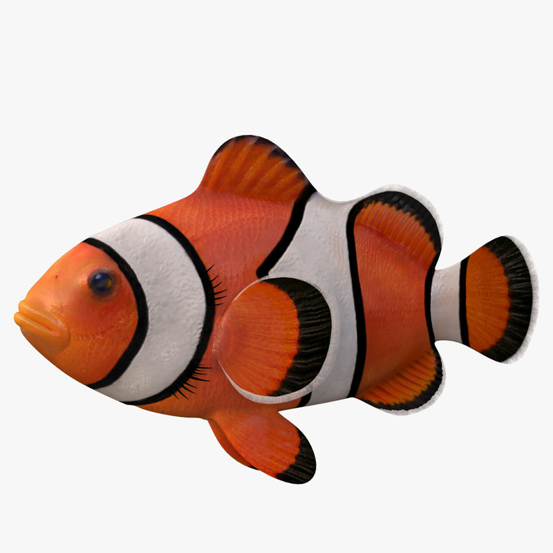 Clown fish 3D model - TurboSquid 1299290