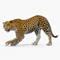 Leopard 3D Models for Download | TurboSquid