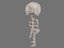 Cartoon skeleton chibi model - TurboSquid 1299397