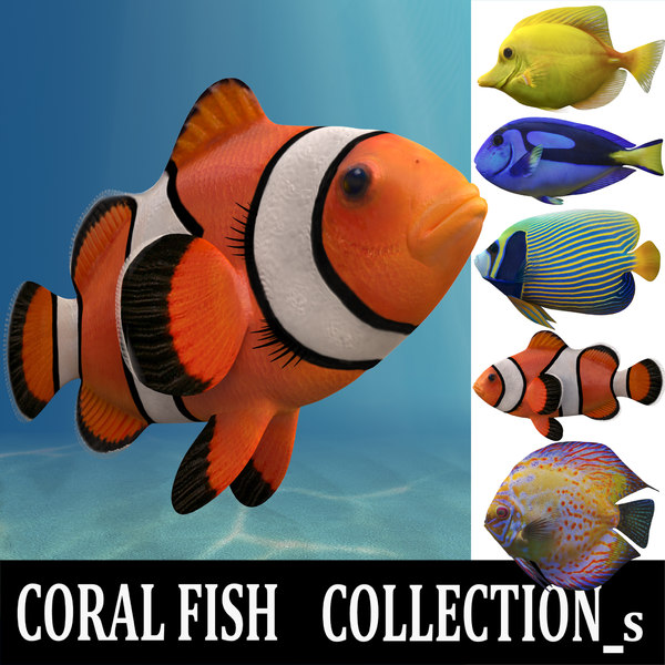 3d clownfish clown fish model