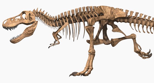 3D rex skeleton t - TurboSquid 1299587