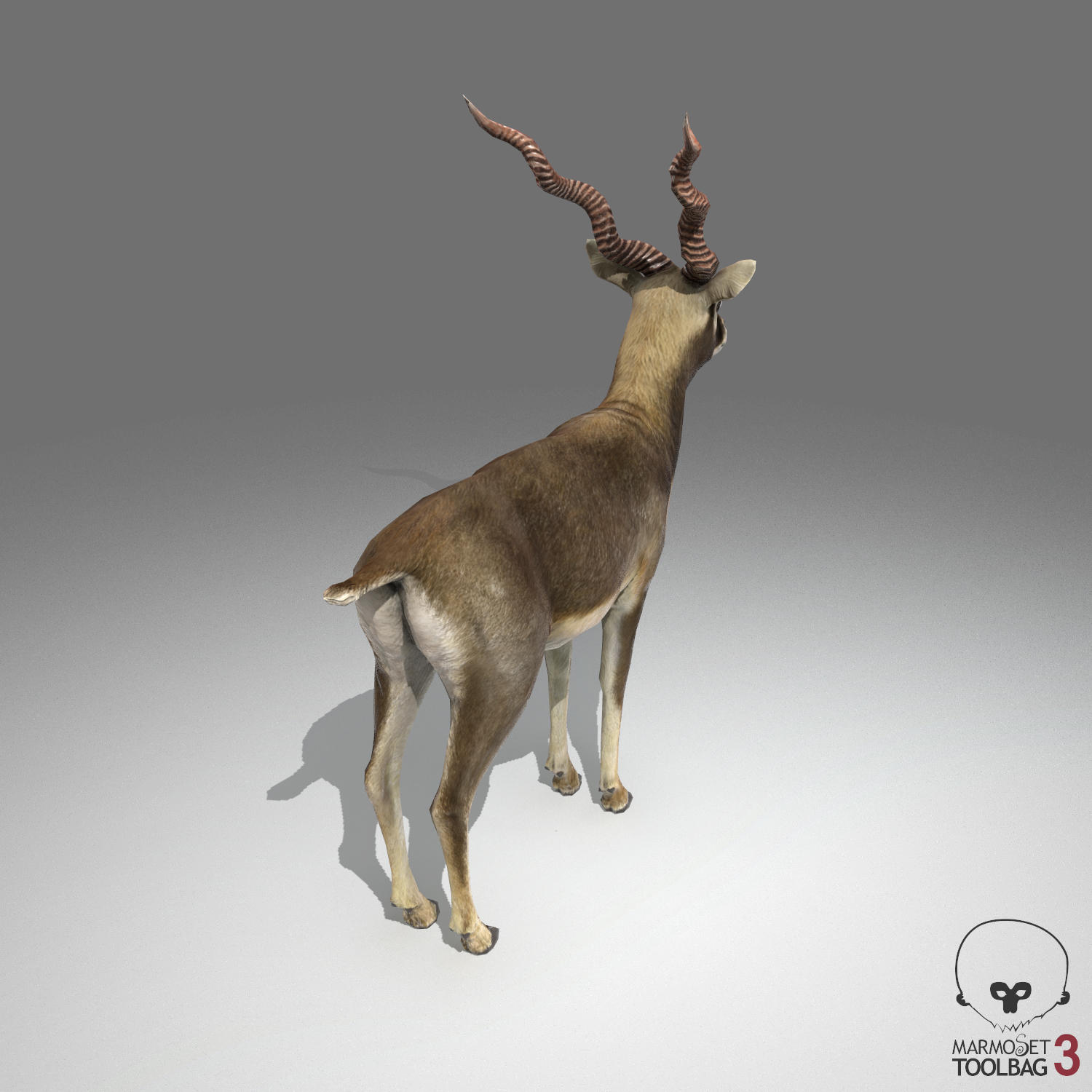 Blackbuck antelope 3D model - TurboSquid 1299592