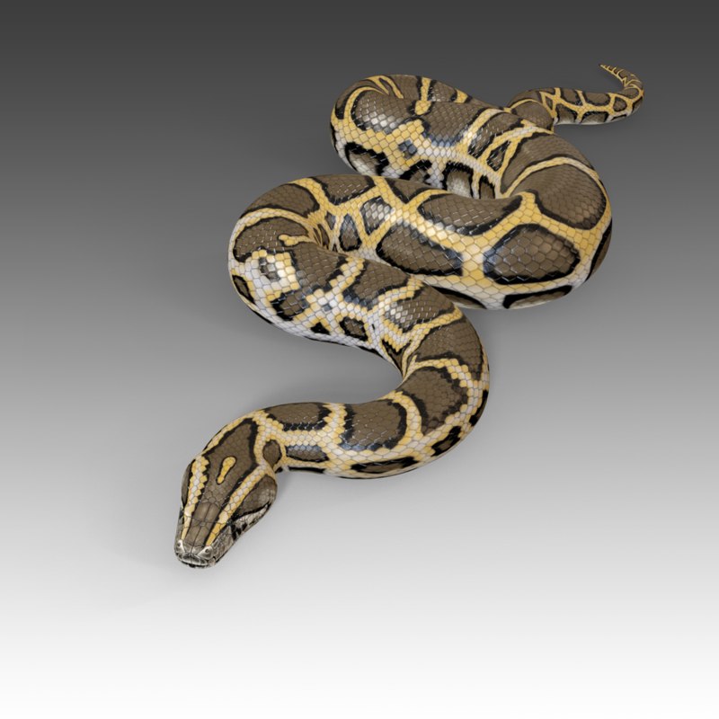 Burmese python rig 3D - TurboSquid 1300016