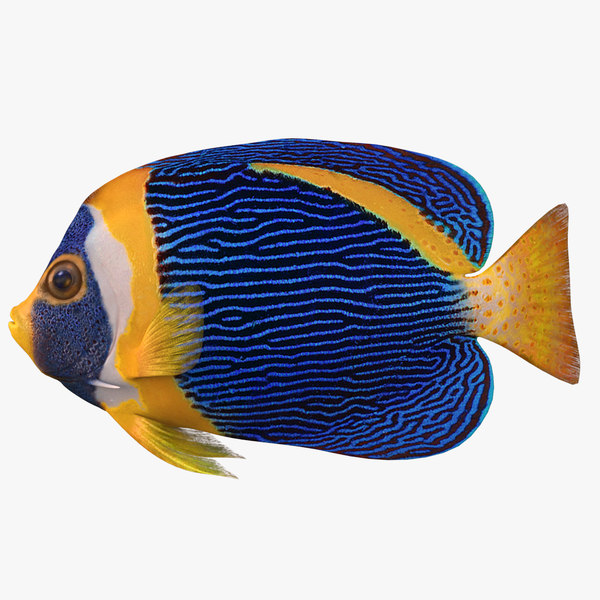 3d model popeye catalufa