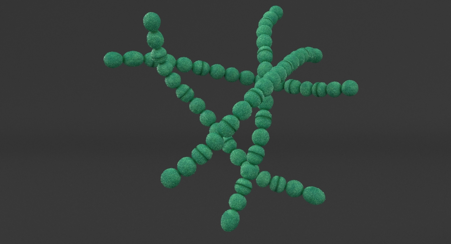 3D streptococcus pyogenes bacteria - TurboSquid 1303610